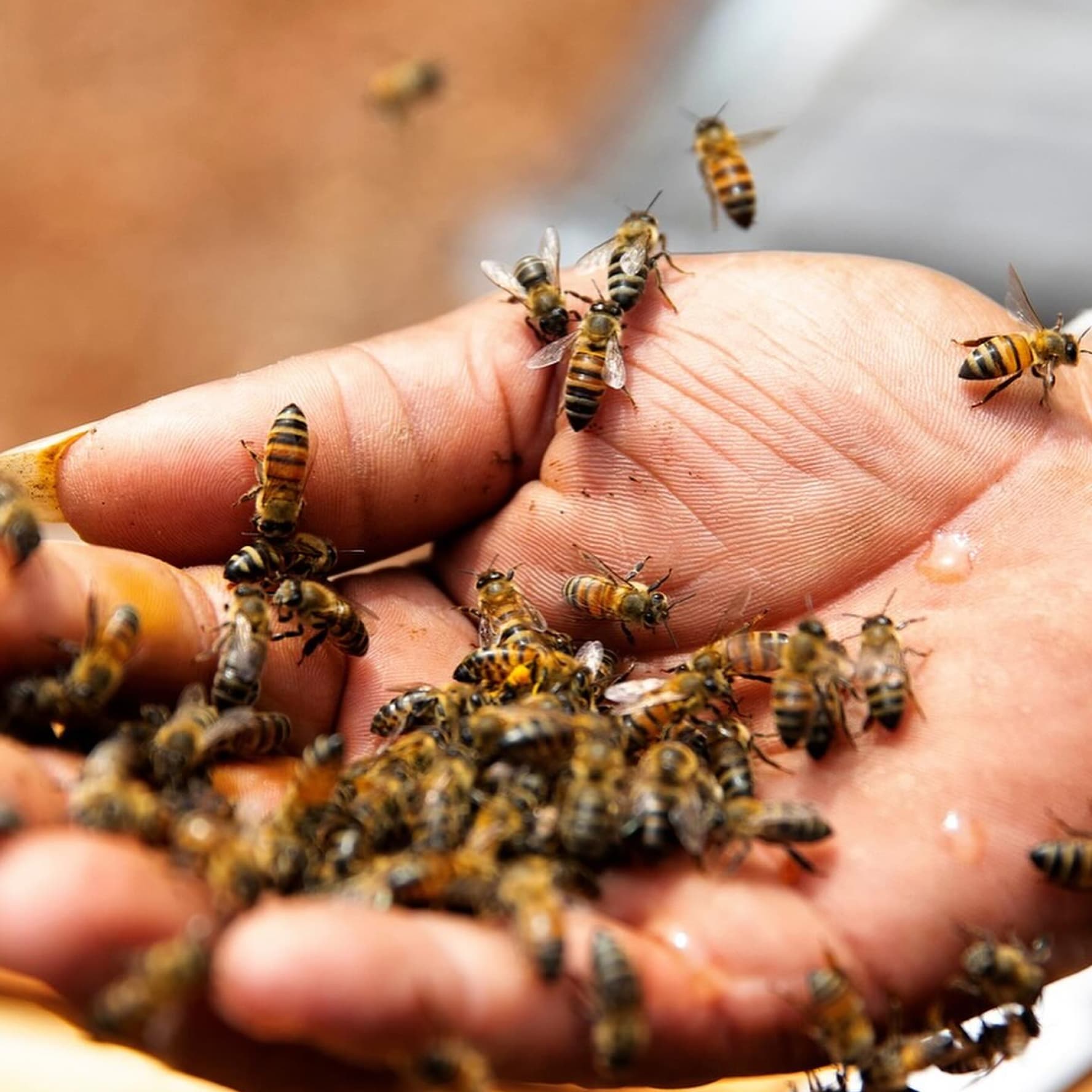 Our Melipona Bee Project Flamingo Estate