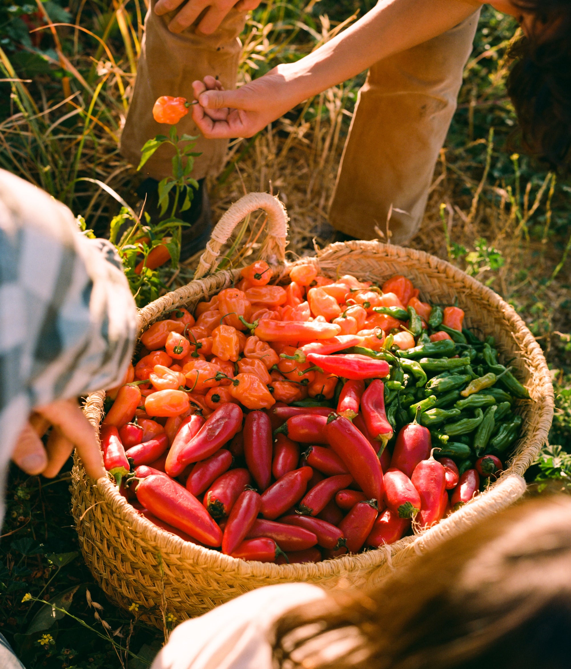 Fresh Goods – Flamingo Estate